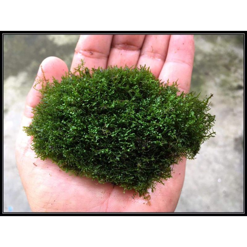 CORAL MOSS (Rare) | Lazada PH