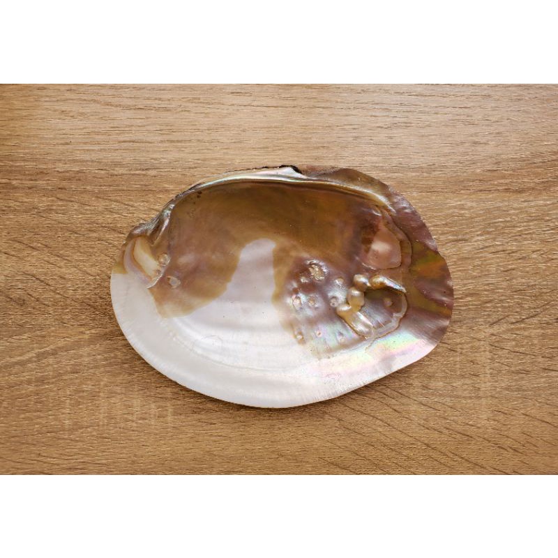 Abalone Shell with Natural Pearls | Lazada PH