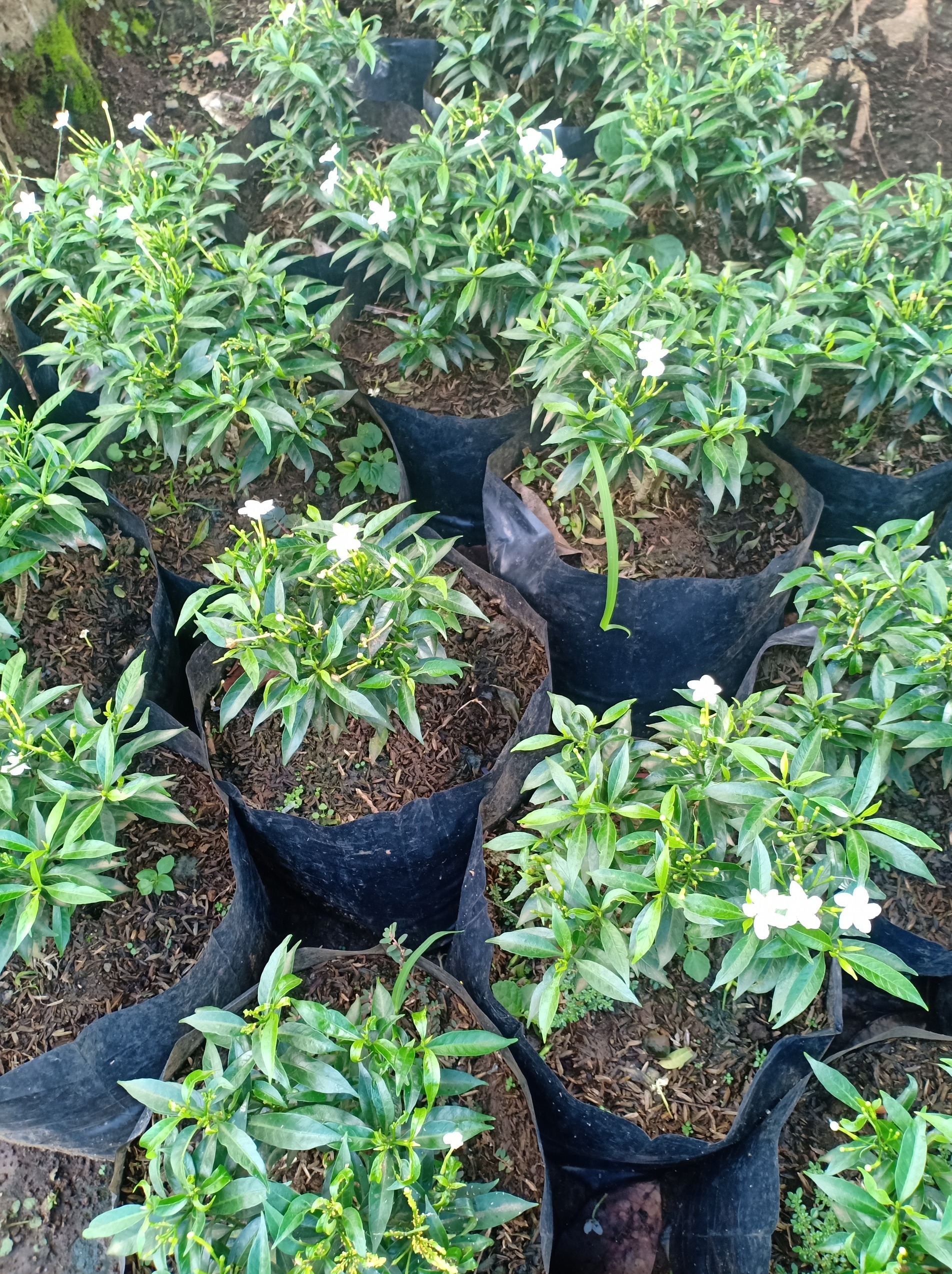 Dwarf Pandakaki Rhea Plants&Native Products Facebook, 43% OFF