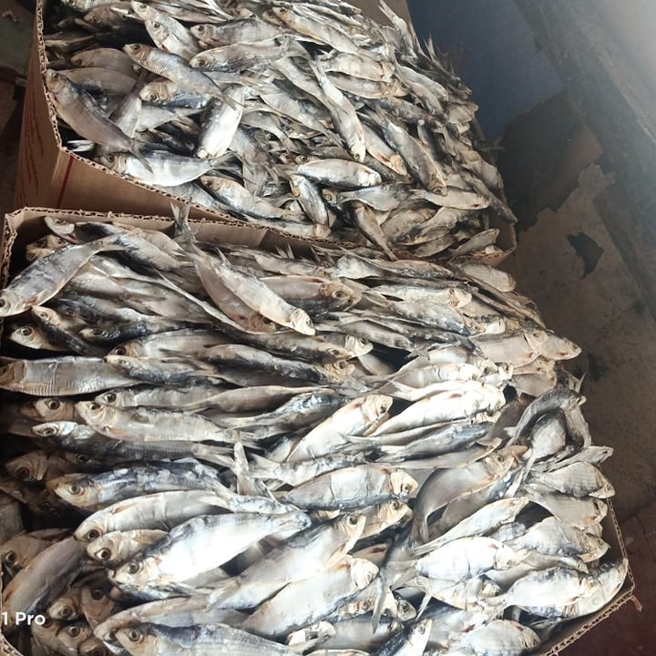 Tuyo Salinas Balanga Bataan ( 1KG ) Always Fresh at Tamang Alat pwede ...