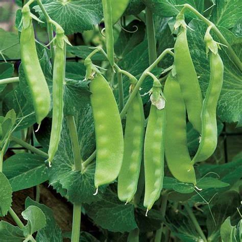 SITSARO SEED`S/ sweet peas | Lazada PH