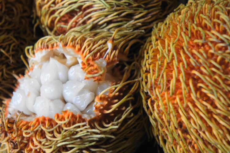 Gumihan seeds (Pedalai) Fruit Tree Seeds (Artocarpus Sericicarpus ...