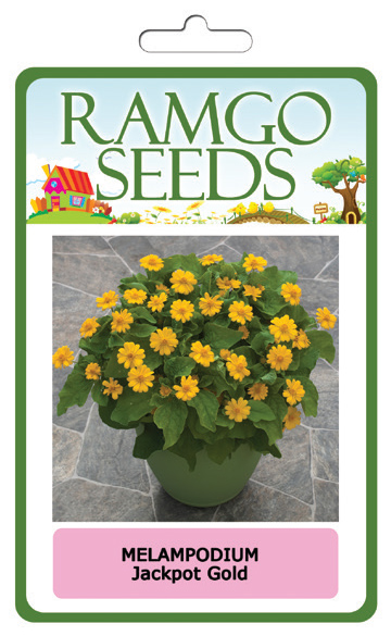 RCF Melampodium Jackpot Gold Seeds | Lazada PH