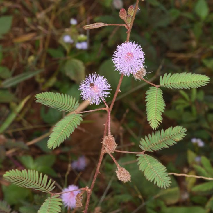 FAMILIFE (30 seeds) Makahiya Flower Plant Seeds/Mimosa Pudica Makahiya ...