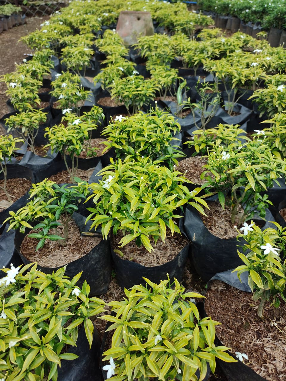 Dwarf Pandakaki 300mm, 58% OFF | www.pinnaxis.com