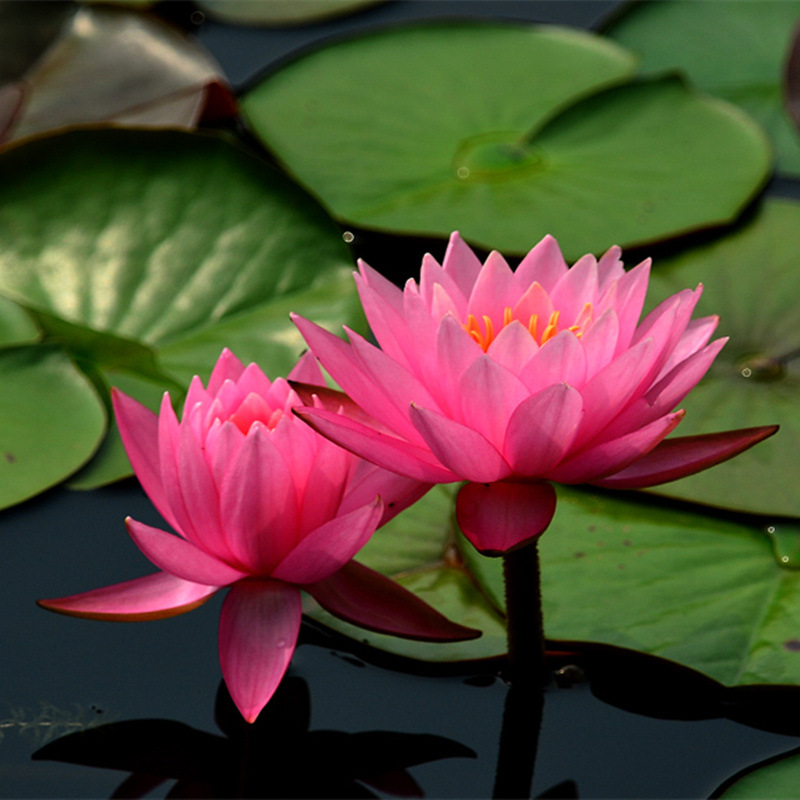 [Local Seller ] 50 seeds Wholesale Nymphaea seed view flower water raw ...