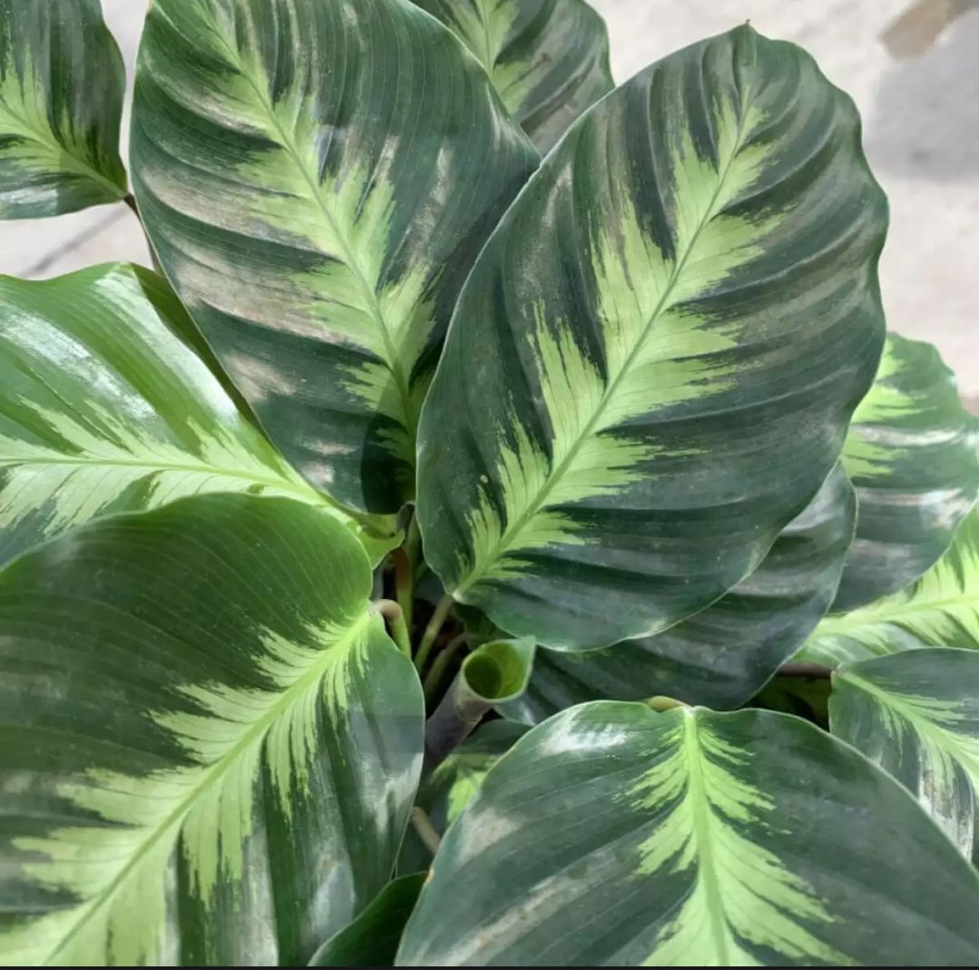 Prince Alberti Calathea Live Plant with Roots & Soil | Lazada PH