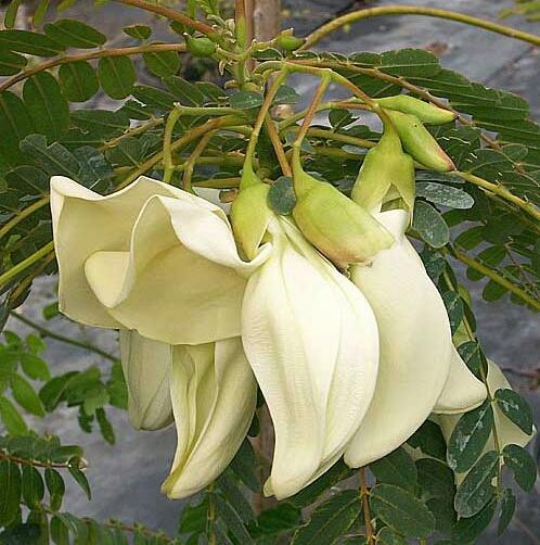 White Katuray Plant Seeds (Sesbania Grandiflora) Hummingbird Tree seeds ...