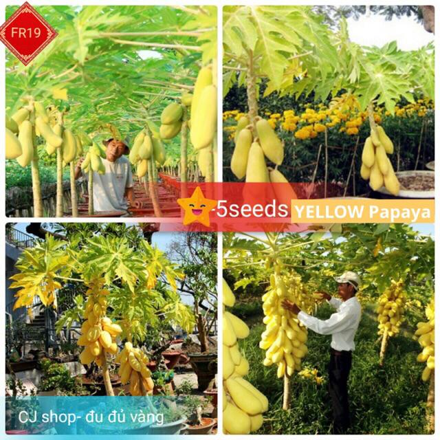 50 Seeds (buy 2 get 1 free) Yellow Papaya for Sale Easy To Planting In ...