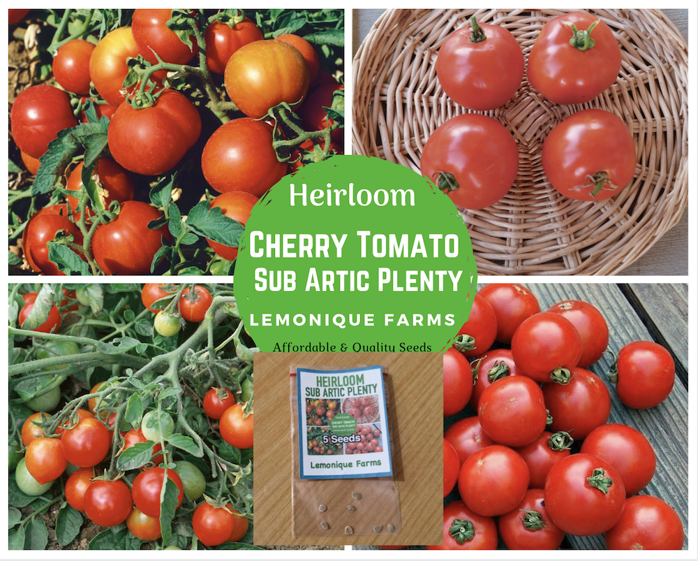 Rare Heirloom Tomatoes | Brandywine Tomato | Marglobe Tomato | Green ...
