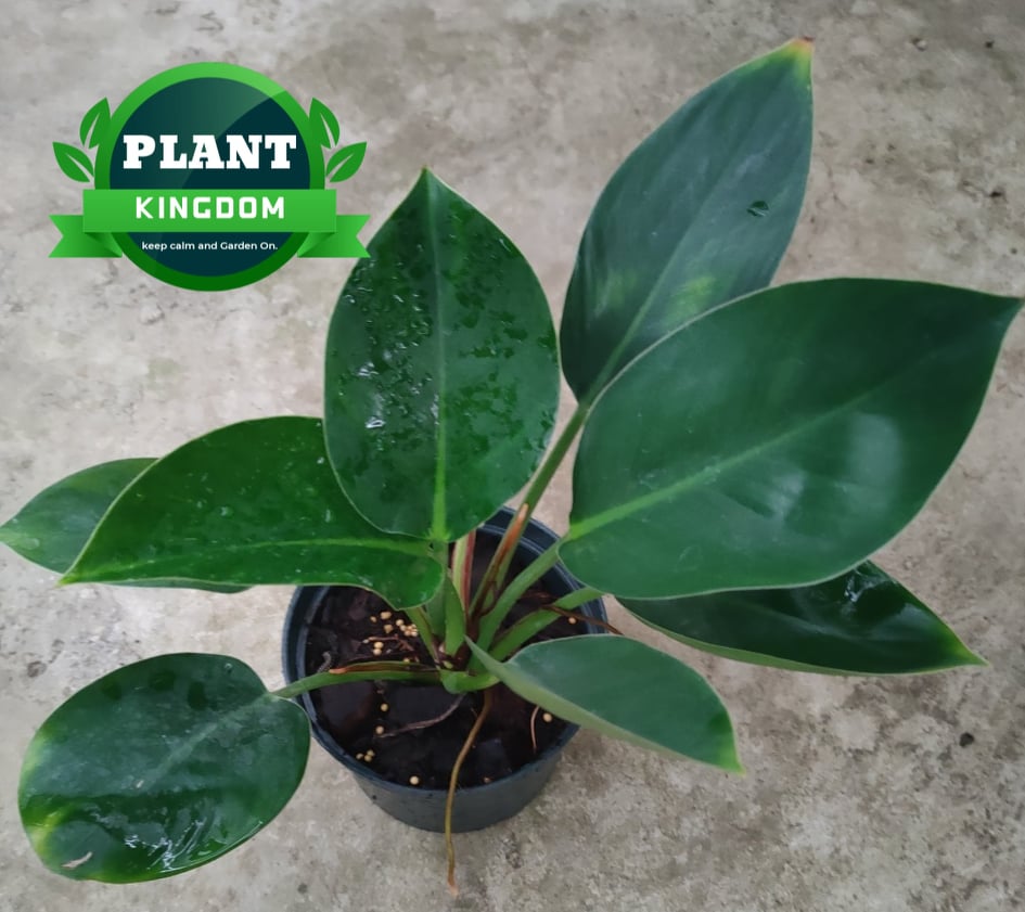 Philodendron Green Congo (Live plants) with FREE Plastic pot ( Rare ...