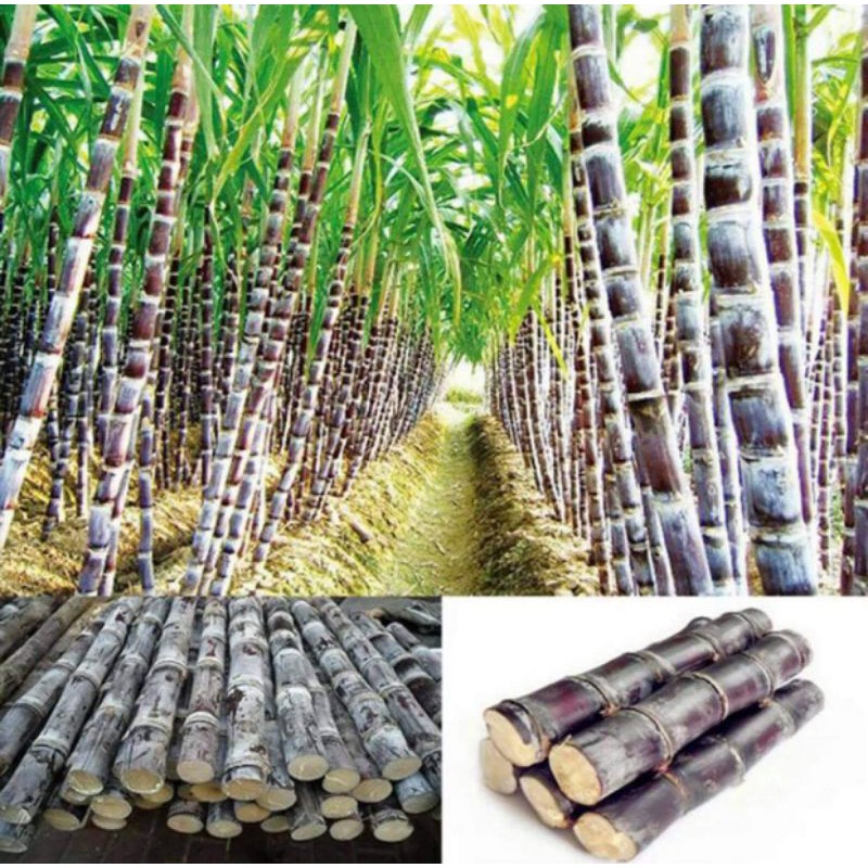 Sugarcane plant Seeds | Lazada PH
