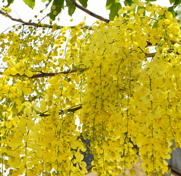 Golden Shower tree seeds BUY 1 TAKE 1 - Pack of 10 seeds x 2 with planting guide | Lazada PH