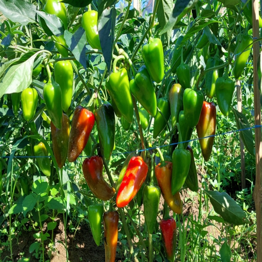 Fertilizer( PRIMO PLANT BOOSTER 1 Gallon(4liters) | Lazada PH