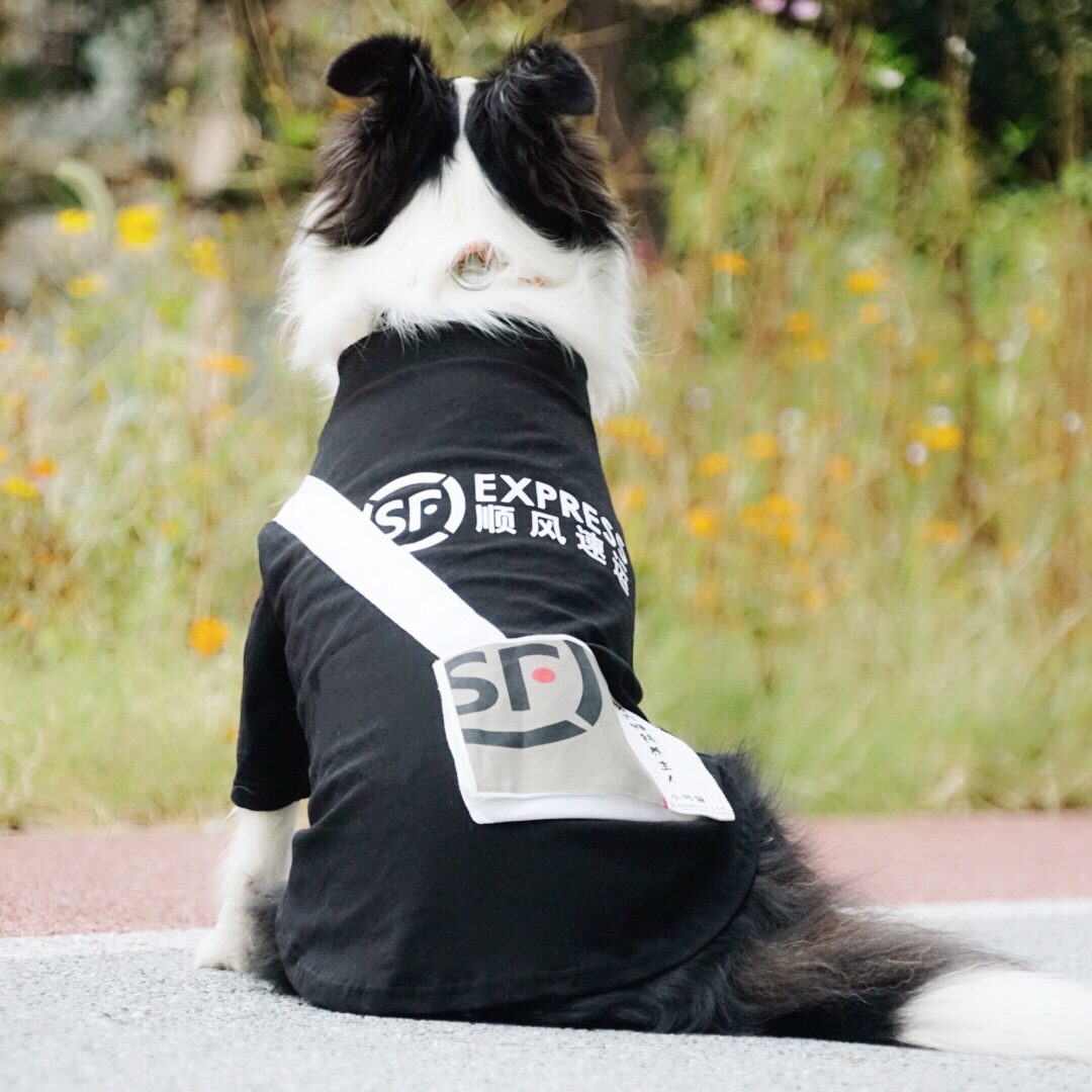 Fool's House Pet Funny Personality SF Through Express Dog Clothes Big ...