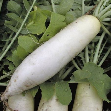 FAMILIFE (400 seeds) Daikon Radish/Labanos Vegetable Seeds/Chinese Snow ...