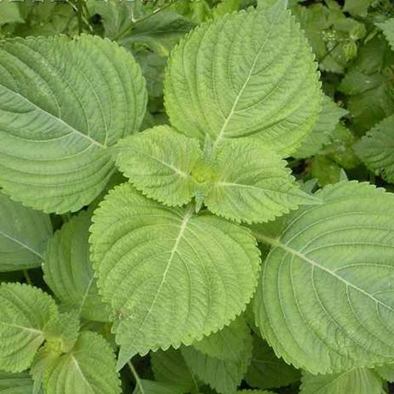 Korean Green Perilla Shiso Vegetable Seeds ( 500 seeds ) - Basic Farm ...