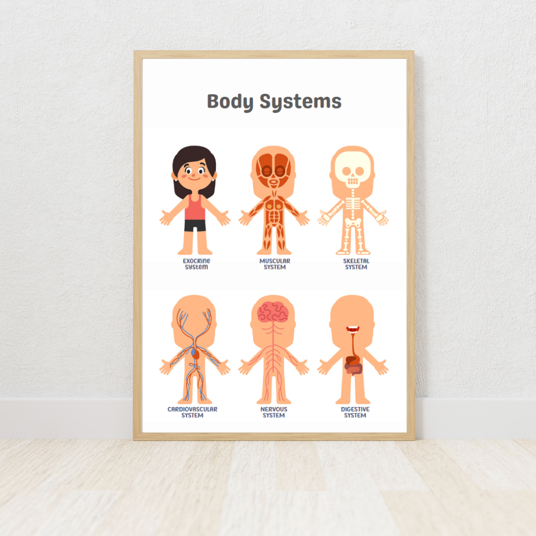 A3 or A4 Laminated Educational Posters, Body system, Science, Learning ...