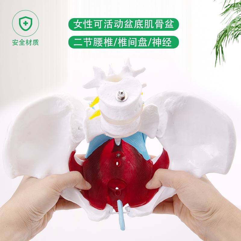 Movable female pelvis and pelvic floor muscle model pelvic model pelvis ...