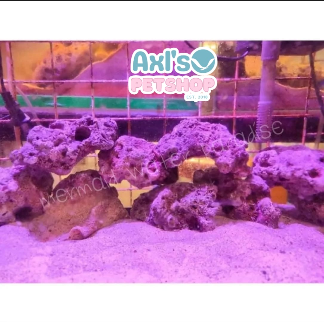 DRY ROCKS FOR SALTWATER AQUARIUM PER KILO | Lazada PH