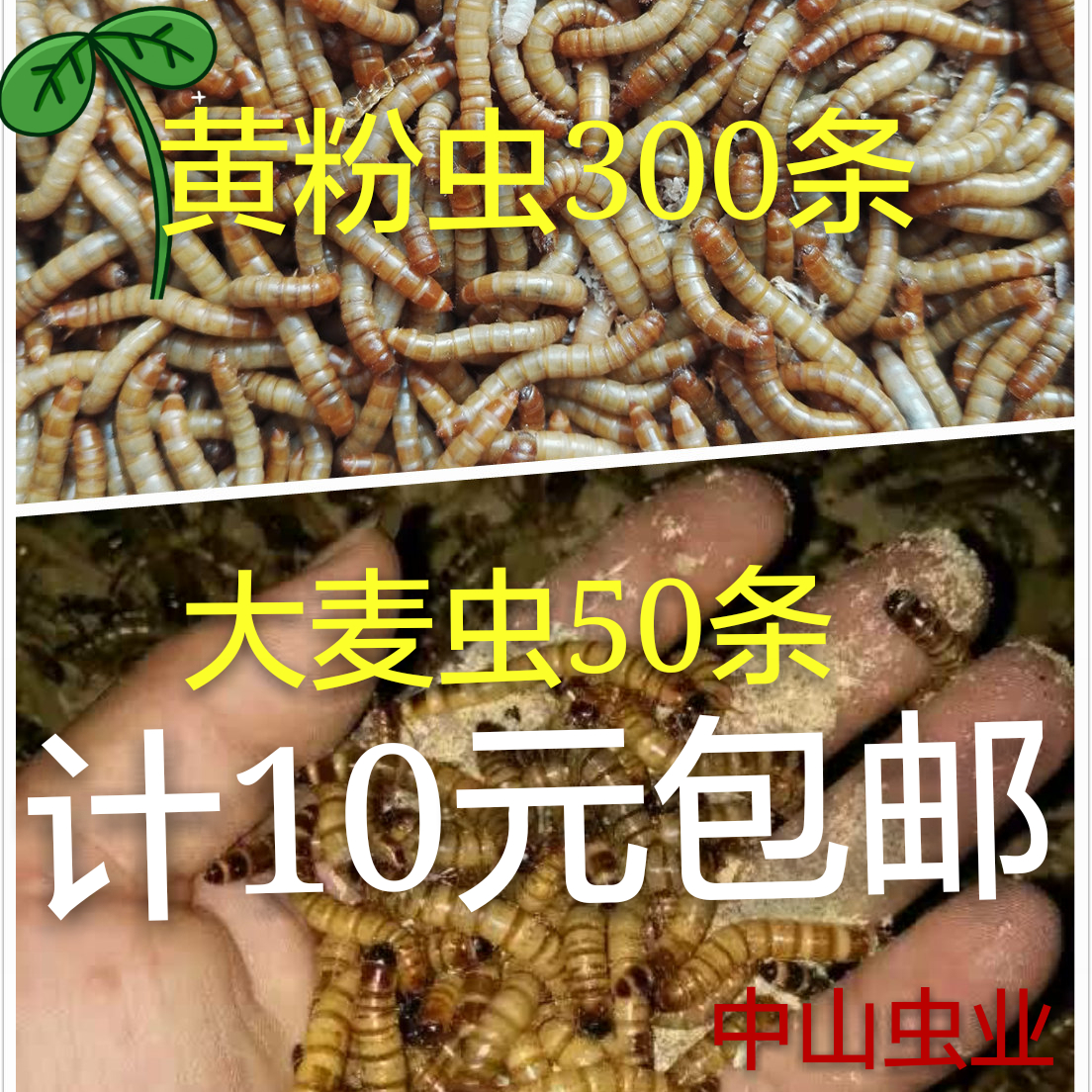 Live Tenebrio molitor, Bread Bug, Barley Bug Pet Snacks, Palace-keeping ...