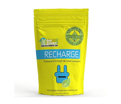 Real Growers Recharge (16oz) | Lazada PH