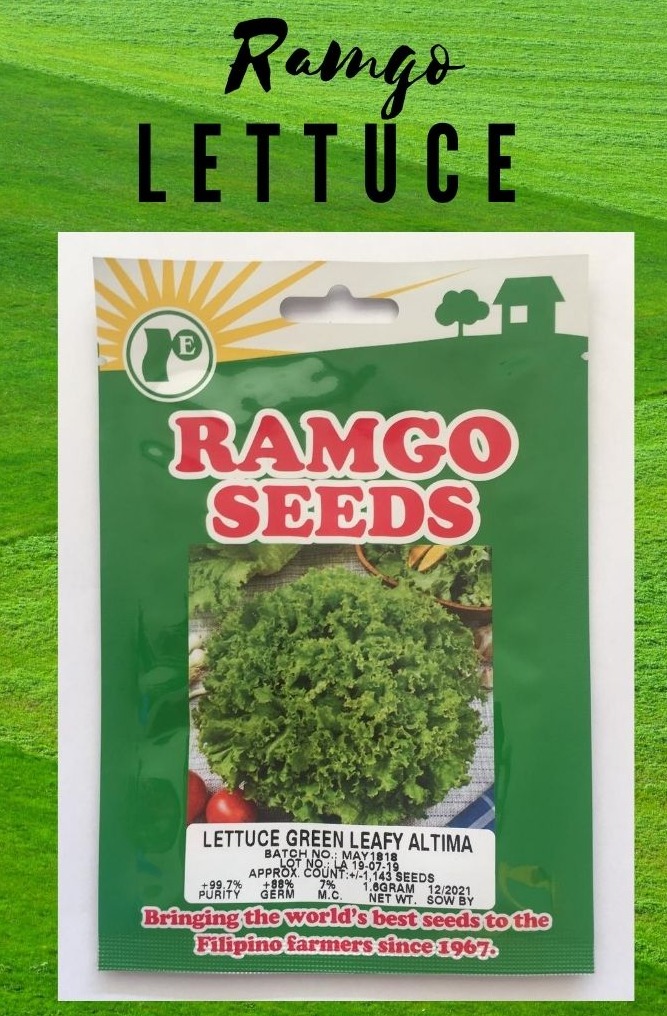 Ramgo LETTUCE Seeds (Altima) | Lazada PH