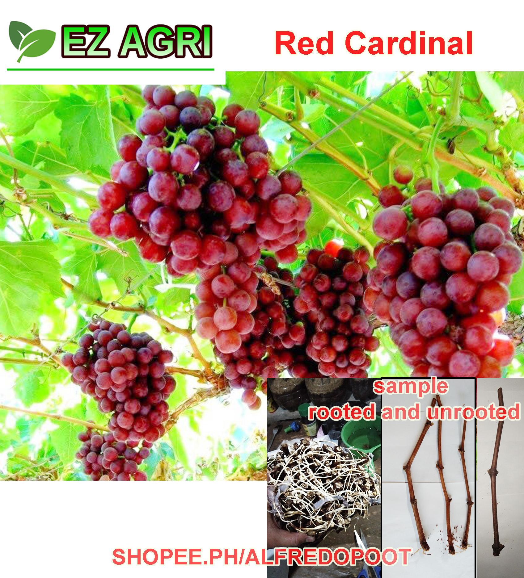 EZ Fast SHIPPING Grape Cuttings Red Cardinal White Muscat of Alexandria ...