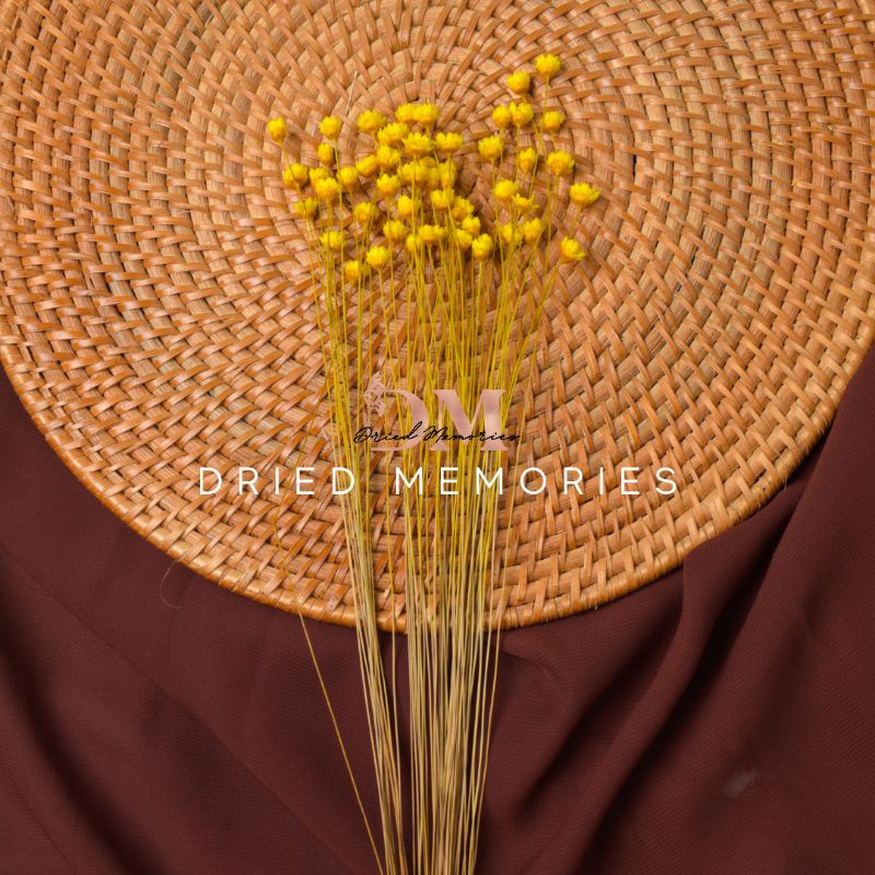 50 stems MINI Dried Star Flower Real Flower Happy Flower Dried Memories ...