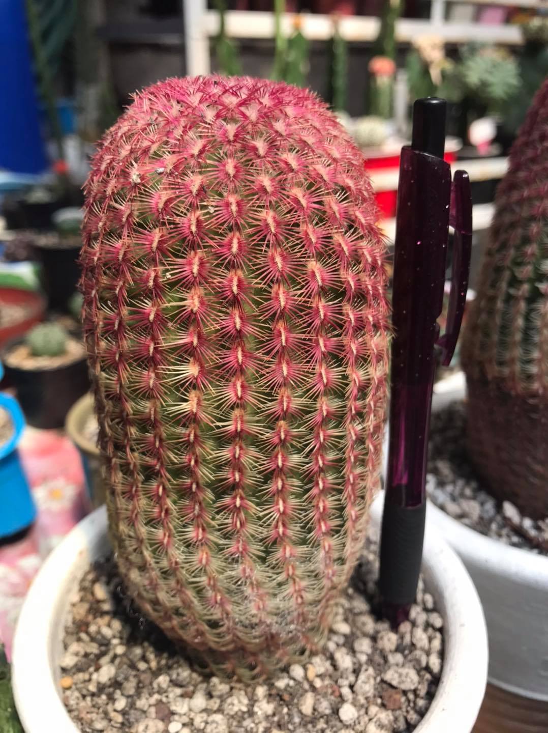 rare rainbow cactus Echinocereus rigidissimus | Lazada PH