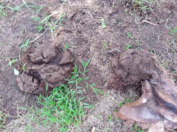 1kg Carabao Animal Manure, Dumi o Ipot ng Kalabaw, Carabao Waste, Plant ...