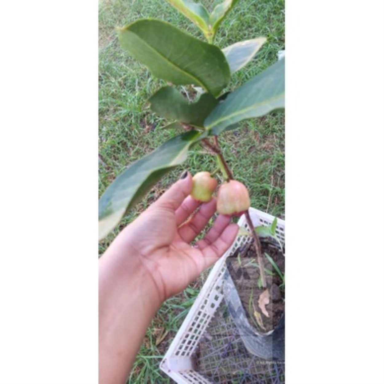 Macopa/Makopa Grafted /Java Plant red and Var Thailand | Lazada PH