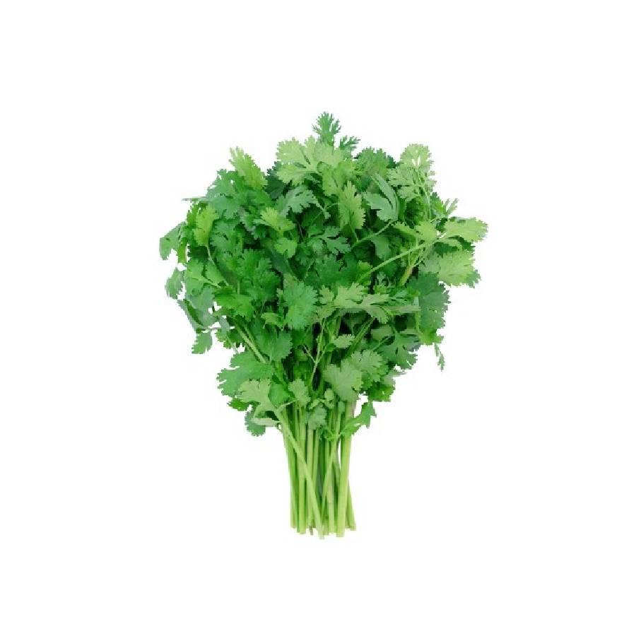 Cilantro (30g) by Salad Time | Lazada PH