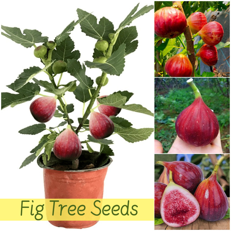 [100% Original Seed] 150pcs Rare Fig Tree Seeds Tropical Ficus Carica ...