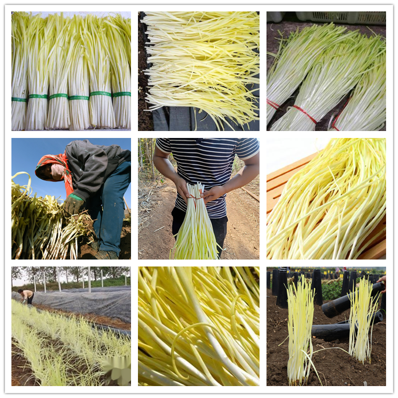 50 Seeds (buy 2 get 1 free) Vegetable Leafy Greens And Microgreens ...