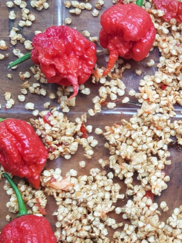 Carolina Reaper Seeds | Lazada PH