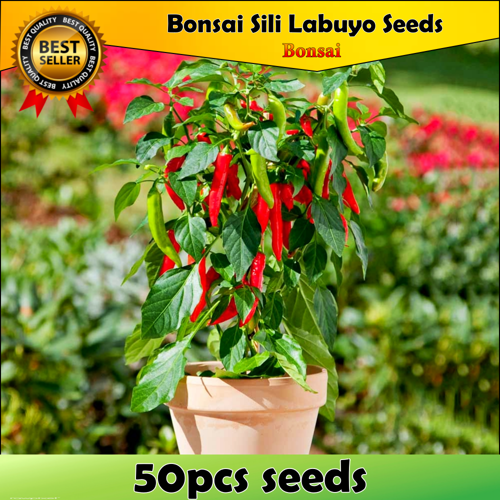 Bonsai Siling Labuyo Seeds -1pack 50pcs Seeds | Lazada PH