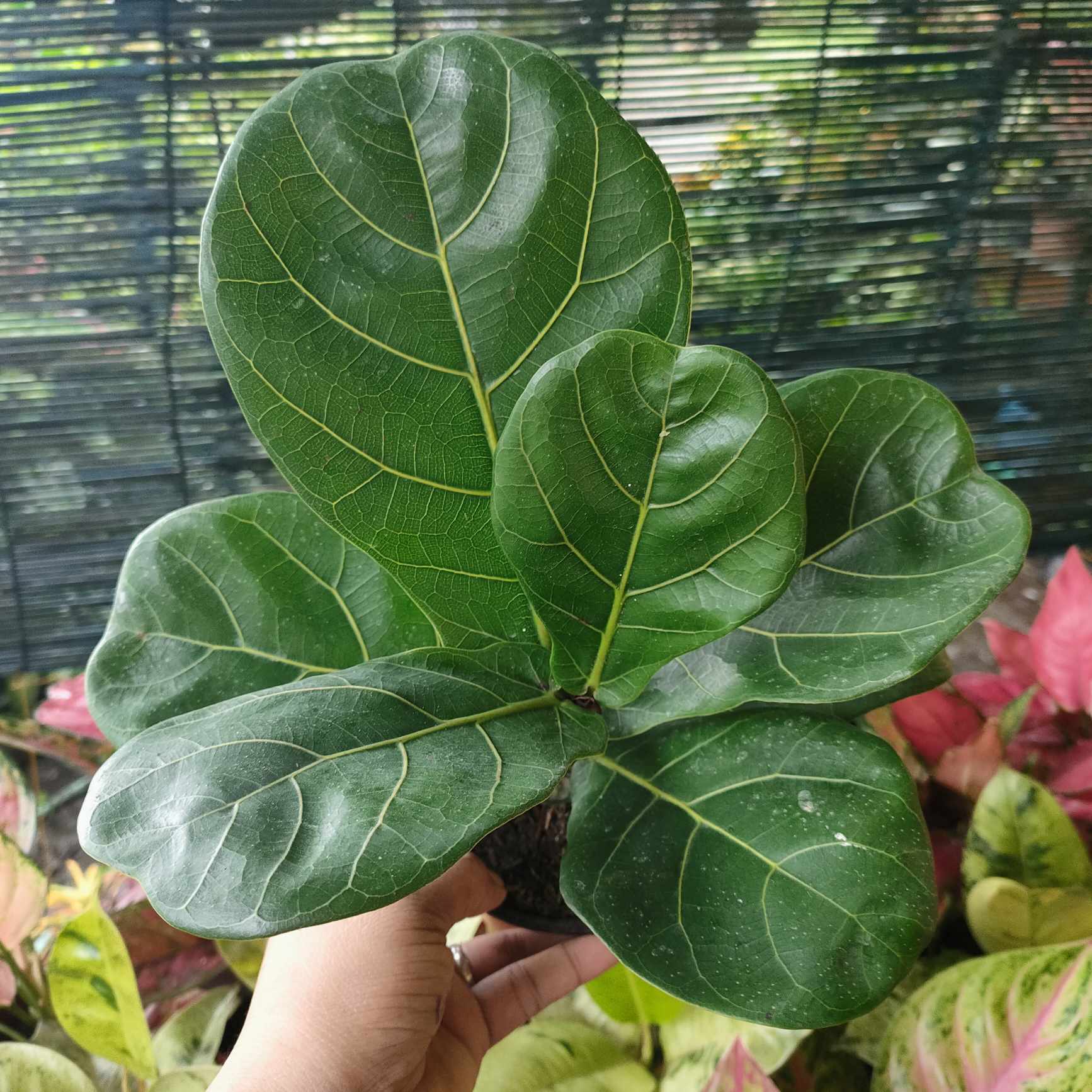 Fiddle Leaf Fig Tree Bambino Plants - Real or Live Plant - Indoor ...