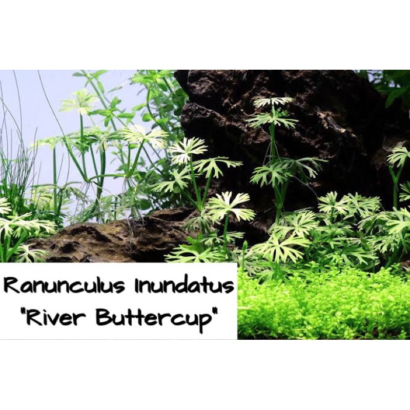 Ranunculus Inundatus “River Buttercup” (Rare) Aquatic Plants for ...