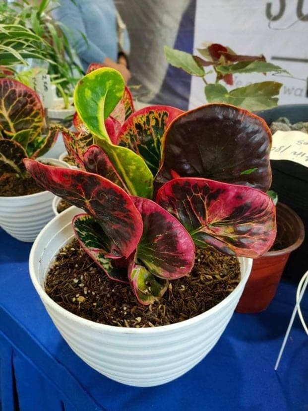 Thai Crotons Rare Plant with FREE white plastic pot, pebbles and garden ...