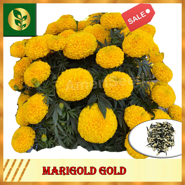 Marigold Seeds | Marigolds | Dwarf Sunflower Seeds | Sunflower Seeds ...