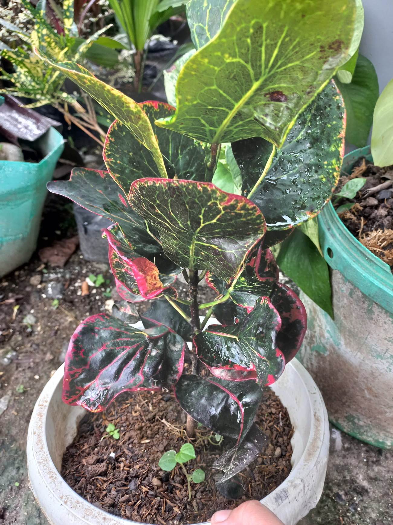 CROTON RARE CROTON SAN FRANCISCO PLANT SPECIAL PROMO AND LIMITED STOCKS ...