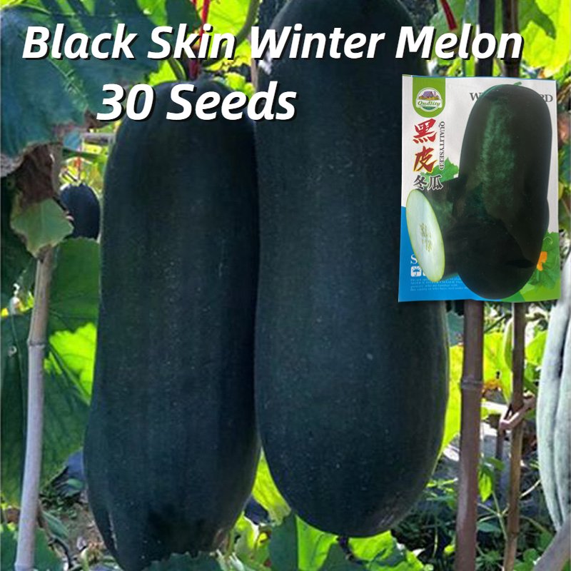 High Yield Vegetable Seeds for Planting - F1 Hybrid Seeds Condor ...