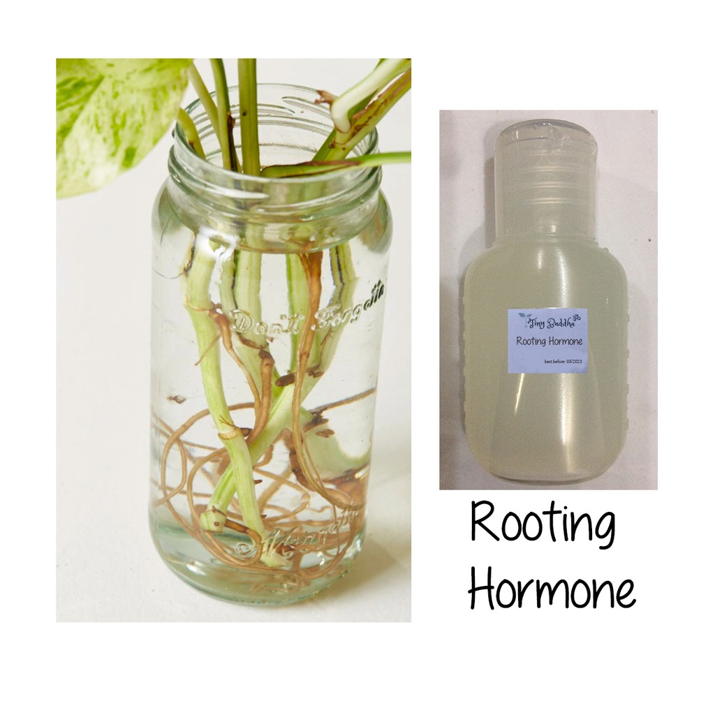 liquid potion fast rooting hormone for faster root growth plants 30ml ...