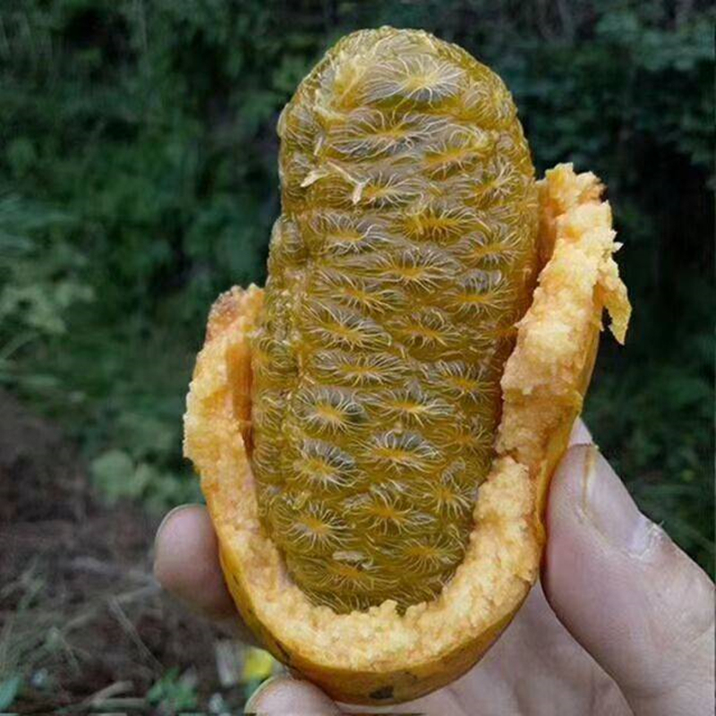 ของแท้ 100% จัดส่งในพื้นที่ 50เมล็ด August Melon Seeds เมล็ดผักสวนครัว เมล็ดพืช เมล็ดพันธุ์ผัก10 ...