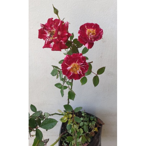 Pitimini / Climbing Rose Plant | Lazada PH