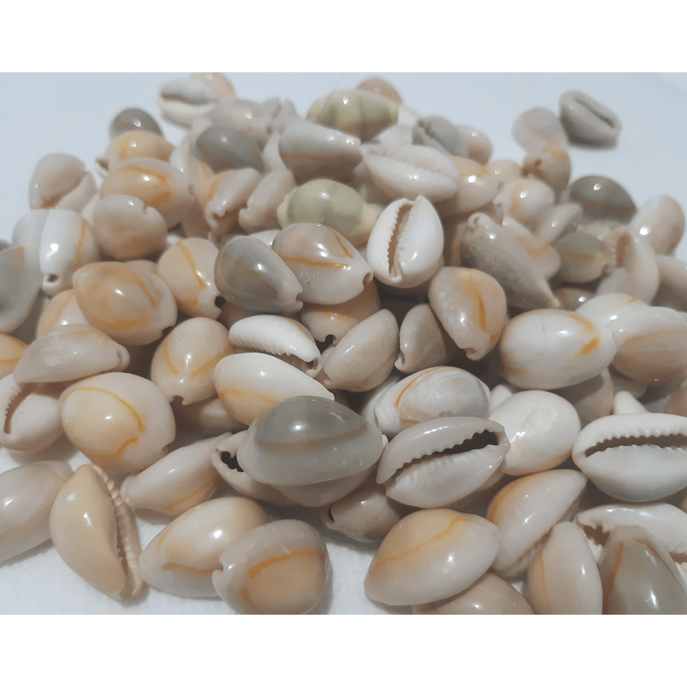Shells Sigay Large 100 pcs | Lazada PH