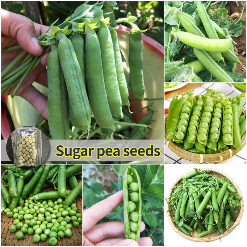 [100% Original Seed] Sweet Pea Seeds Vegetables Seeds for Planting (30pcs per bag) Sugar Pea ...