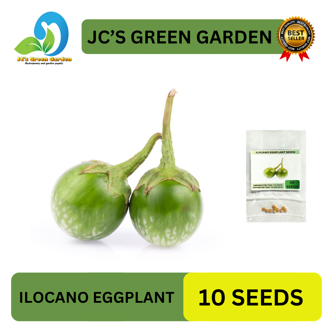 VALUE PACK (10 SEEDS) ILOCANO EGGPLANT SEEDS/BILOG/ROUND GREEN/EASY TO ...