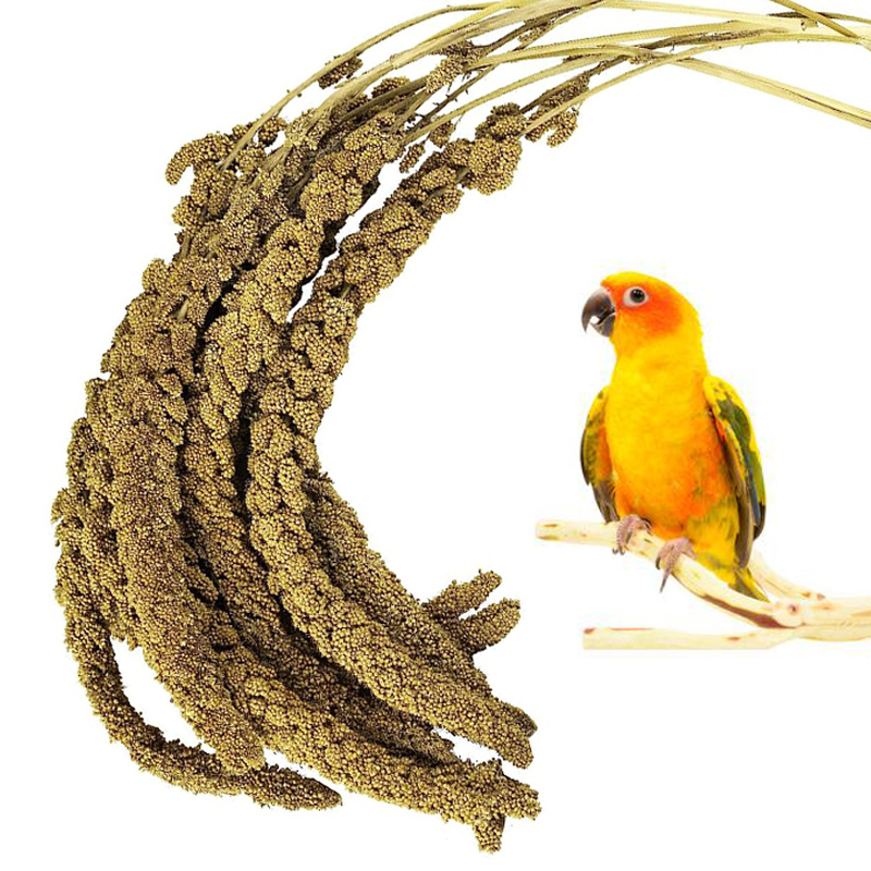 250 Gram Millet Spray Yellow Millet bird seed for hamsters & Parrots ...